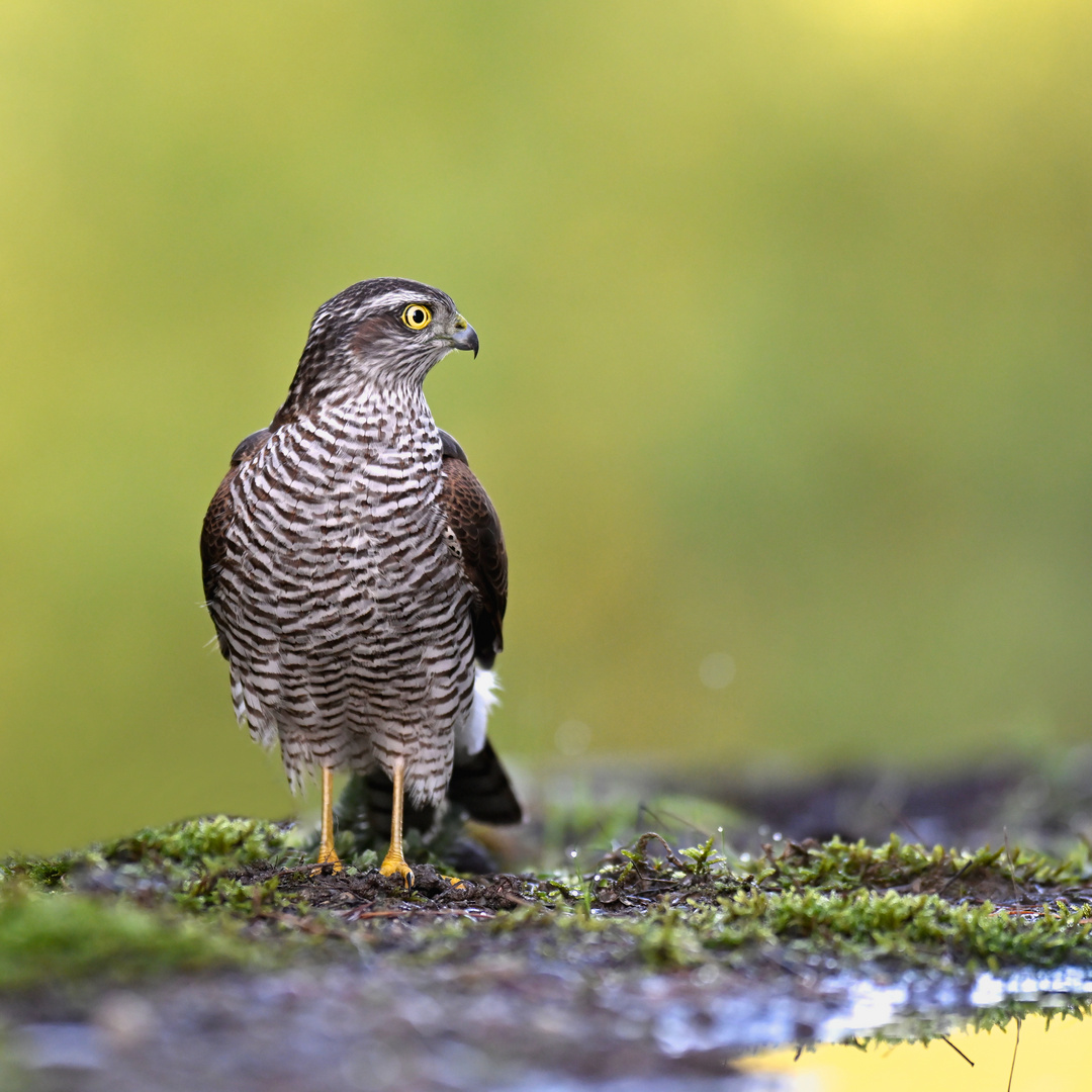 der Sperber... Foto & Bild | tiere, wildlife, wild lebende vögel Bilder ...