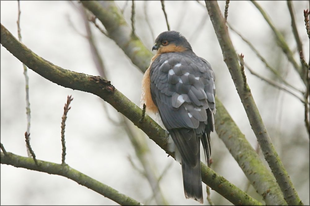 der Sperber Foto & Bild | tiere, wildlife, wild lebende vögel Bilder ...