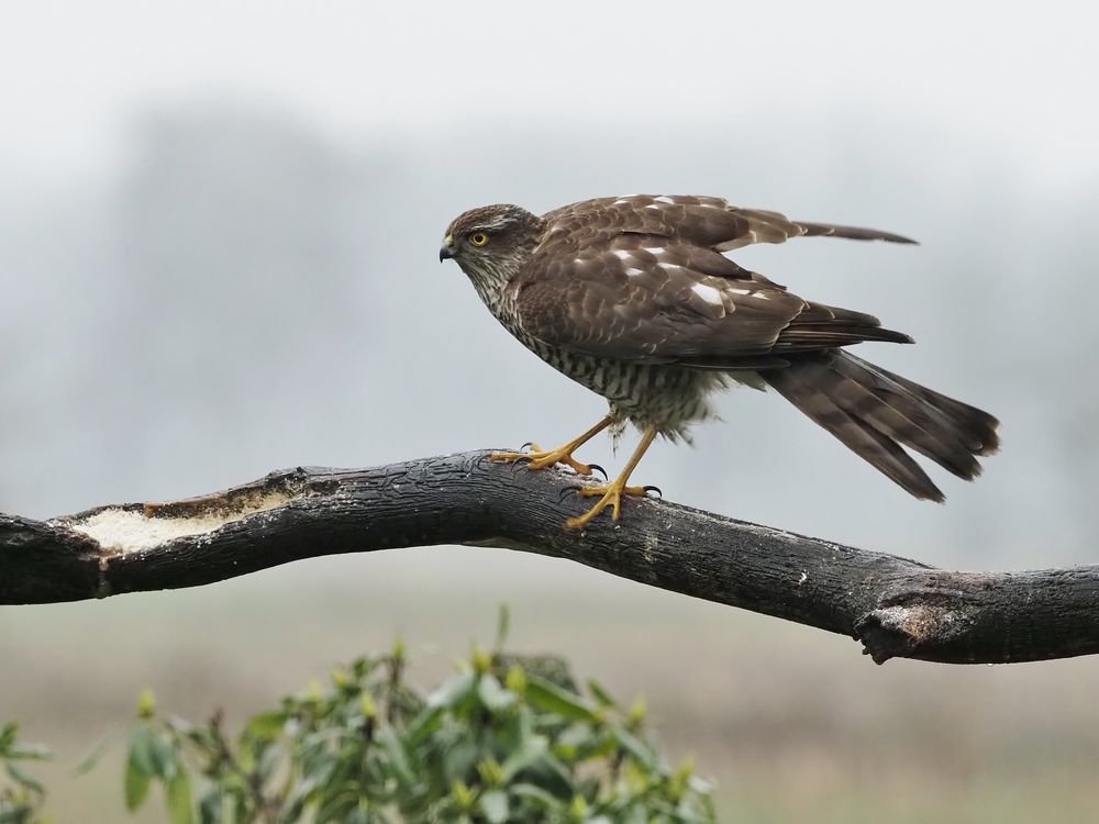 Der "Sperber-Laufsteg"..... Foto & Bild | tiere, wildlife, wild lebende ...