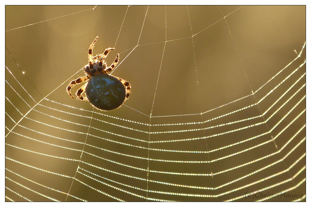 Der Spinner Foto & Bild | tiere, wildlife, spinnen Bilder auf fotocommunity