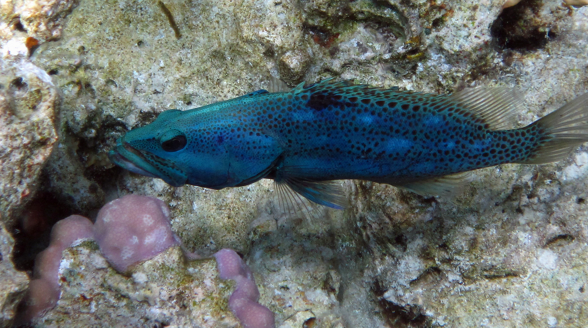 Der Spitzkopf-Zackenbarsch ... Foto & Bild | meer, natur, tiere Bilder ...