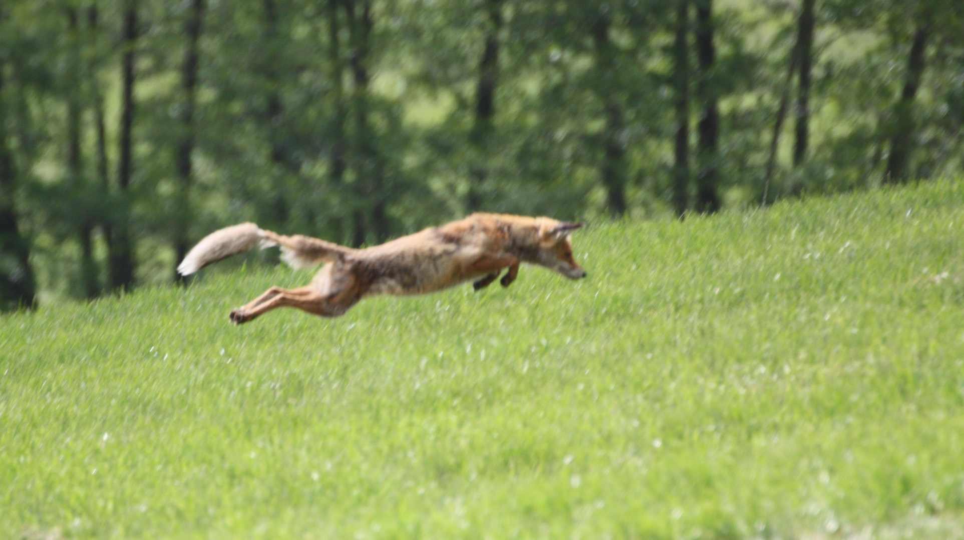 Der Sprung auf die Maus Foto & Bild | tiere, wildlife, säugetiere ...