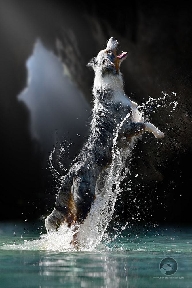 Der Sprung II Foto & Bild | tiere, haustiere, hunde Bilder auf ...