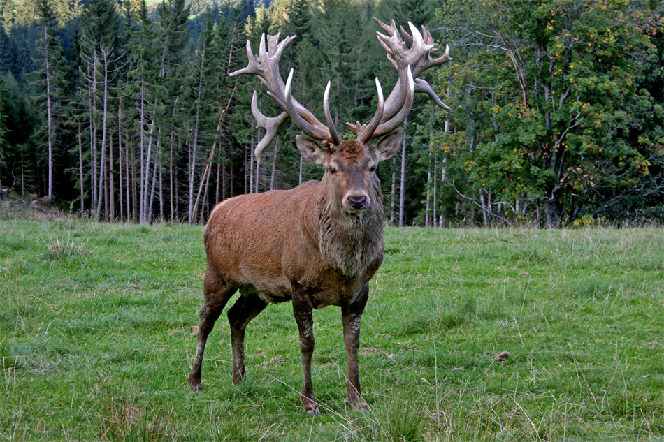 Der Stärkste Hirsch Foto & Bild | tiere, wildlife, wildlife: sonstige ...