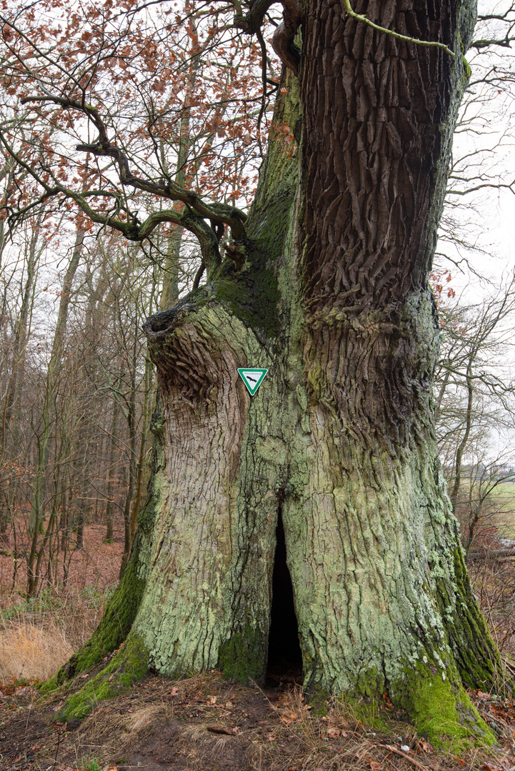 Der Stam Foto & Bild | pflanzen, pilze & flechten, bäume, einzelbäume ...
