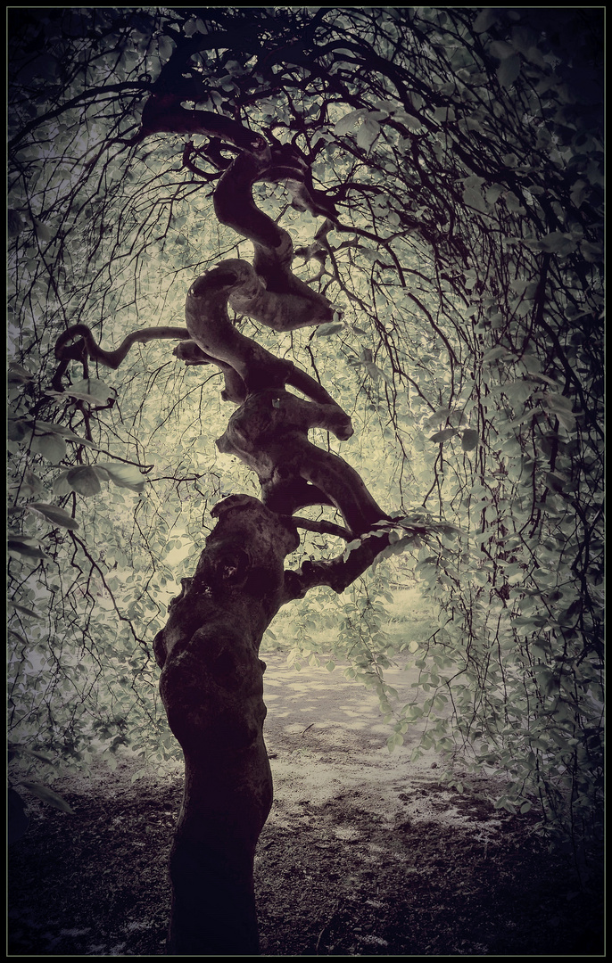 Der Stamm Foto & Bild | pflanzen, pilze & flechten, bäume, fotokunst ...