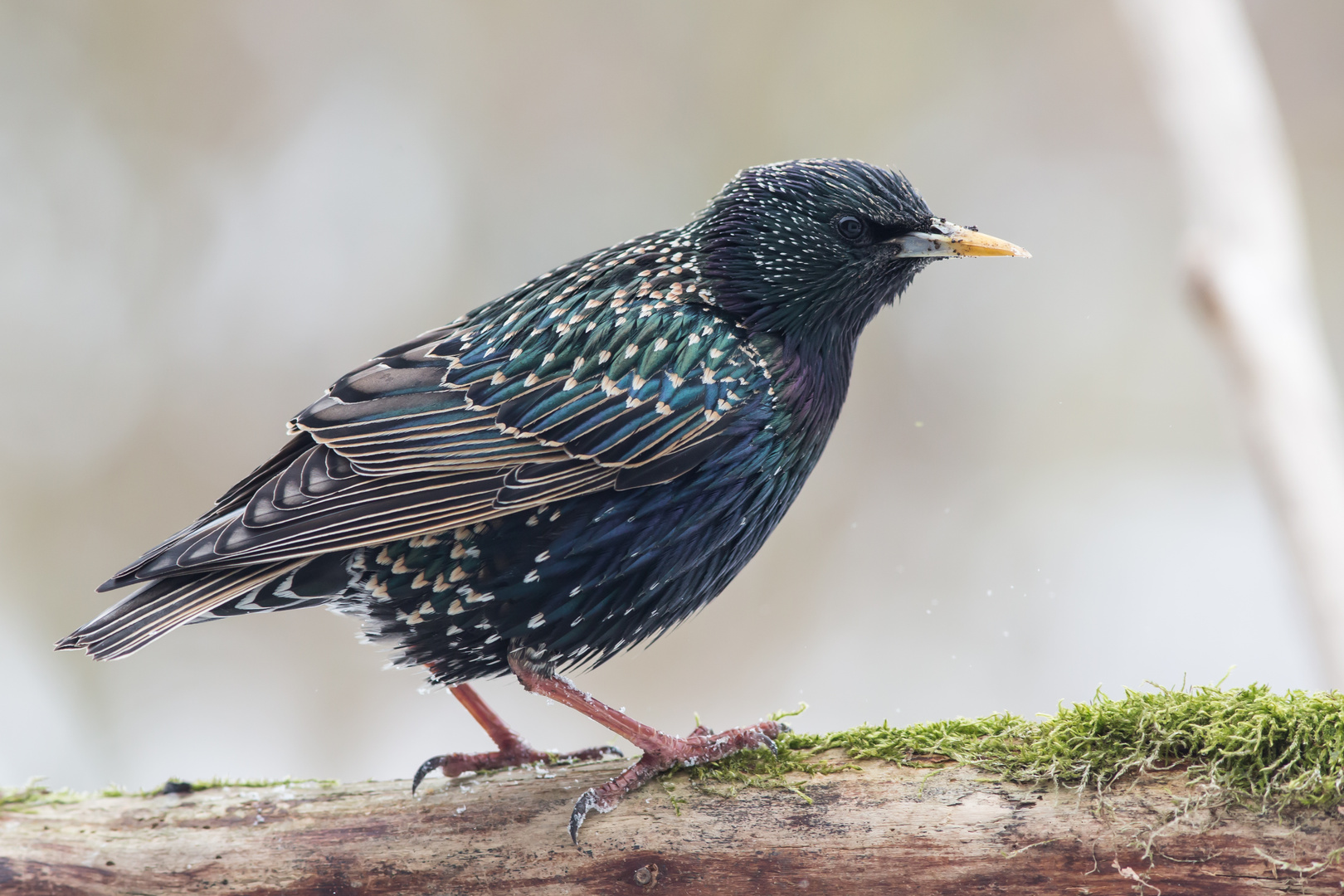 Der Star Foto & Bild | natur, tiere, vögel Bilder auf fotocommunity