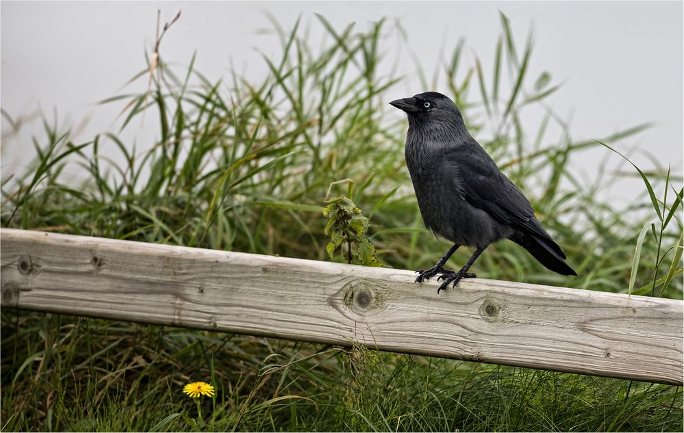 Der Star oder der Rabe oder so…es ist die Dohle! Foto & Bild | zaun ...