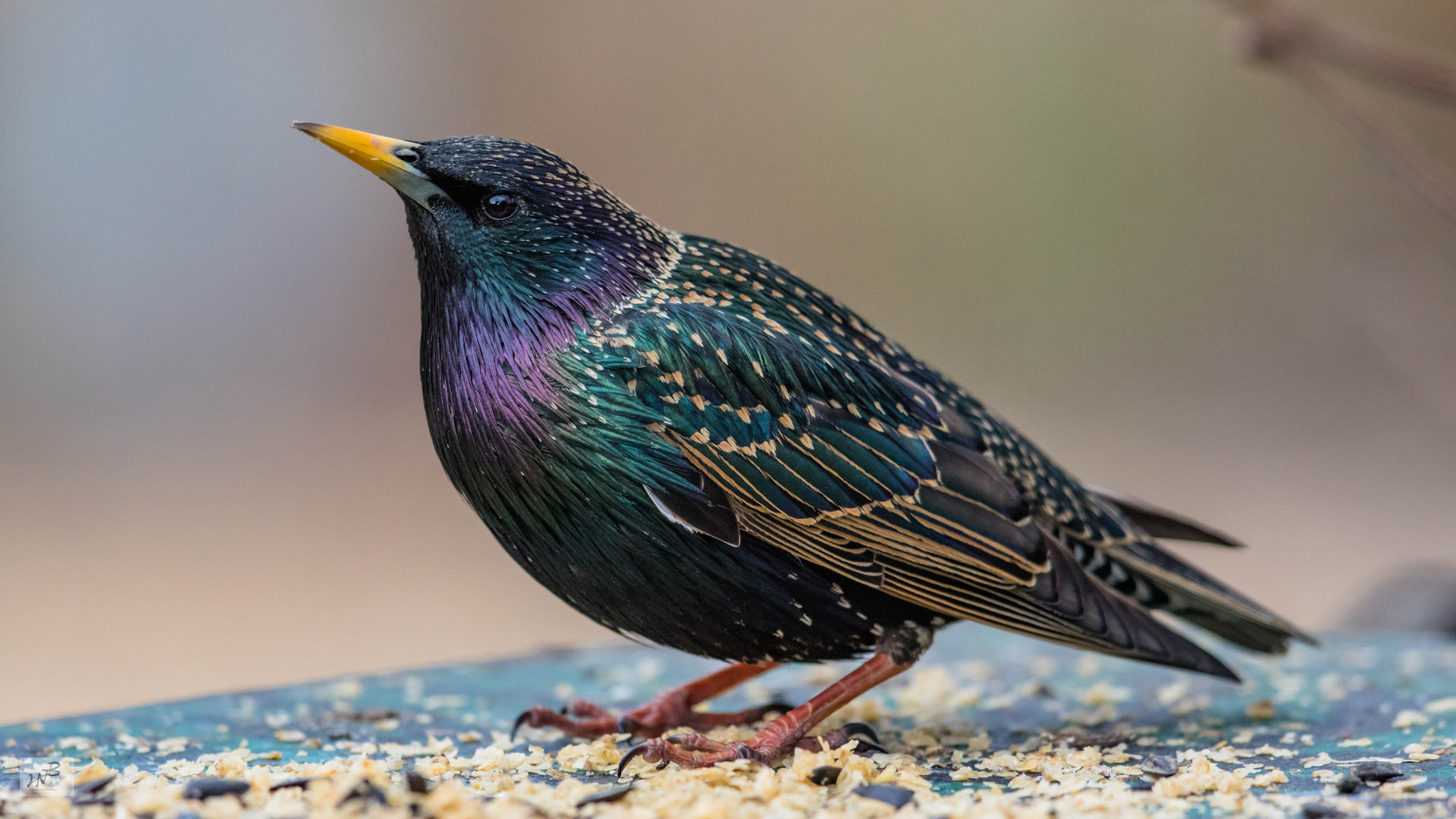 Der Star (Sturnus vulgaris) Foto & Bild | tiere, wildlife, wild lebende ...