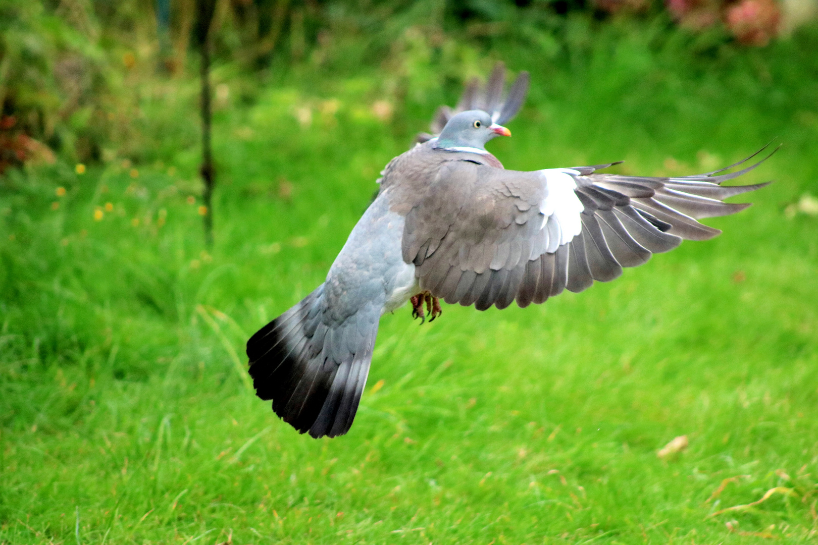 Der Start Foto & Bild | tiere, wildlife, wild lebende vögel Bilder auf ...