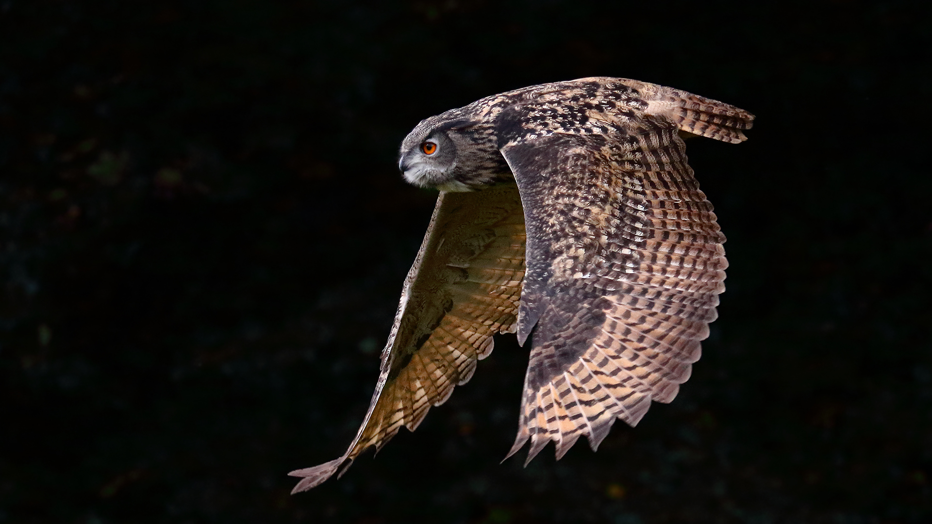 Der startende Uhu noch einen Flügelschag weiter Foto & Bild | fotos ...