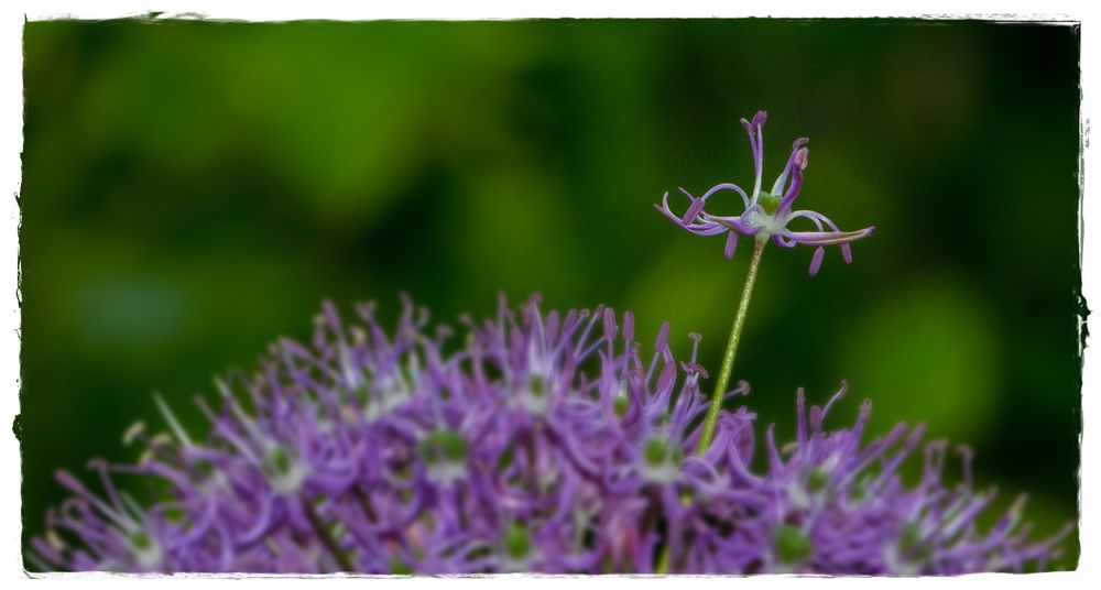 Der Stengel Foto & Bild | landschaft, garten- & parklandschaften, meine ...