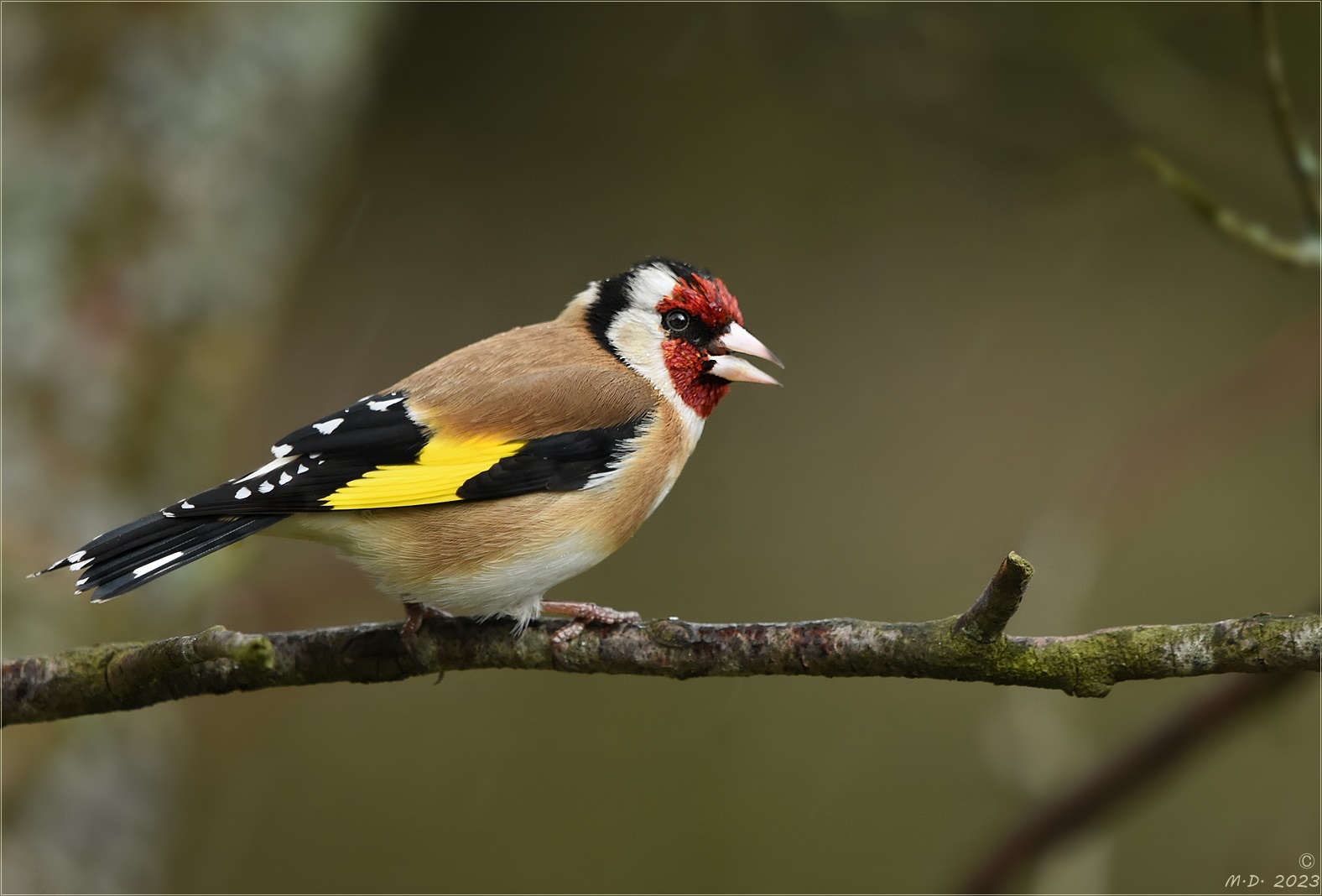 Der Stieglitz (Distelfink) ... Foto & Bild | tiere, wildlife, wild lebende vögel Bilder auf ...