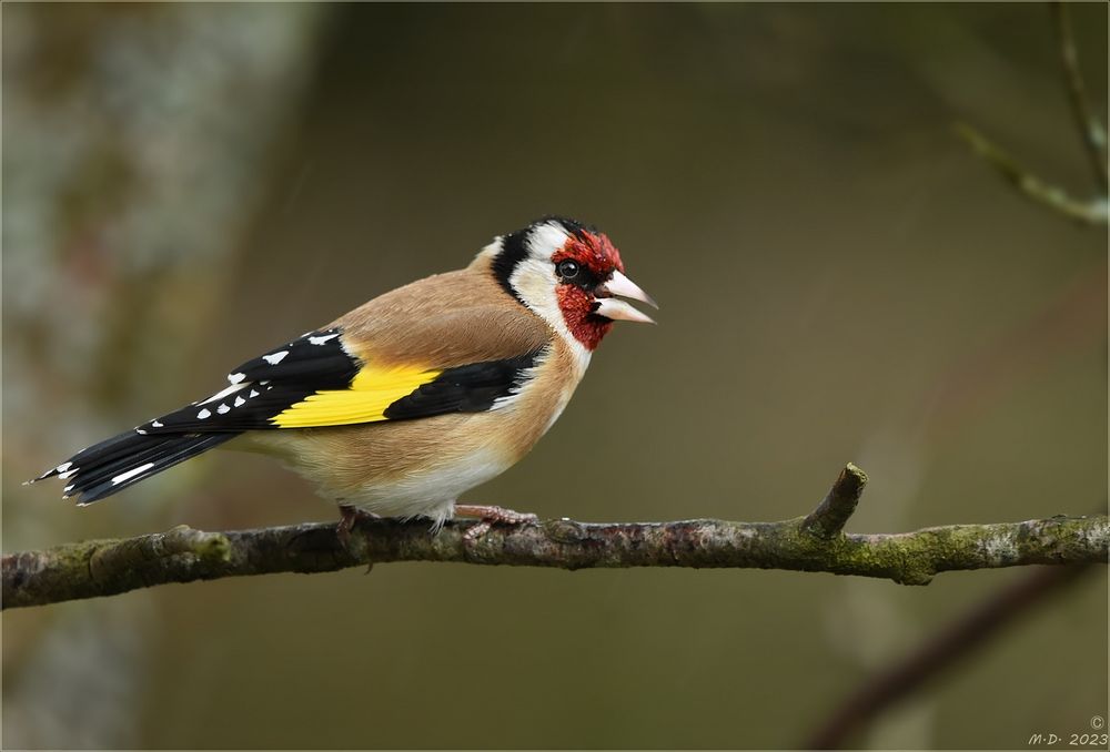 Der Stieglitz (Distelfink) ... Foto & Bild | tiere, wildlife, wild ...