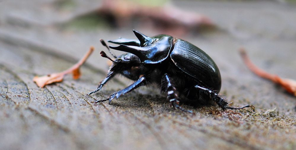 Der Stier Käfer … Foto & Bild | macro, insekt, insekten Bilder auf ...