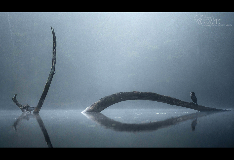 Der Stille ergeben Foto & Bild | oktober, morgenstimmung, stille Bilder ...