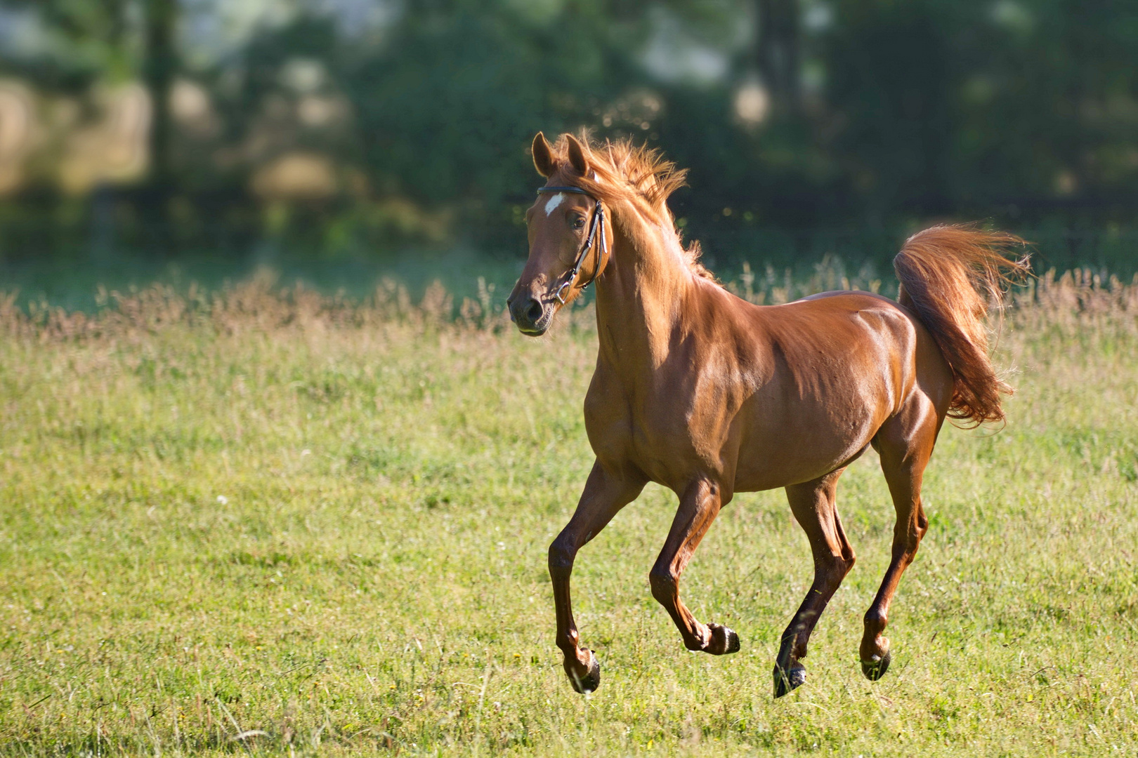der stolze Araber-Berber Foto & Bild | tiere, haustiere, pferde, esel ...