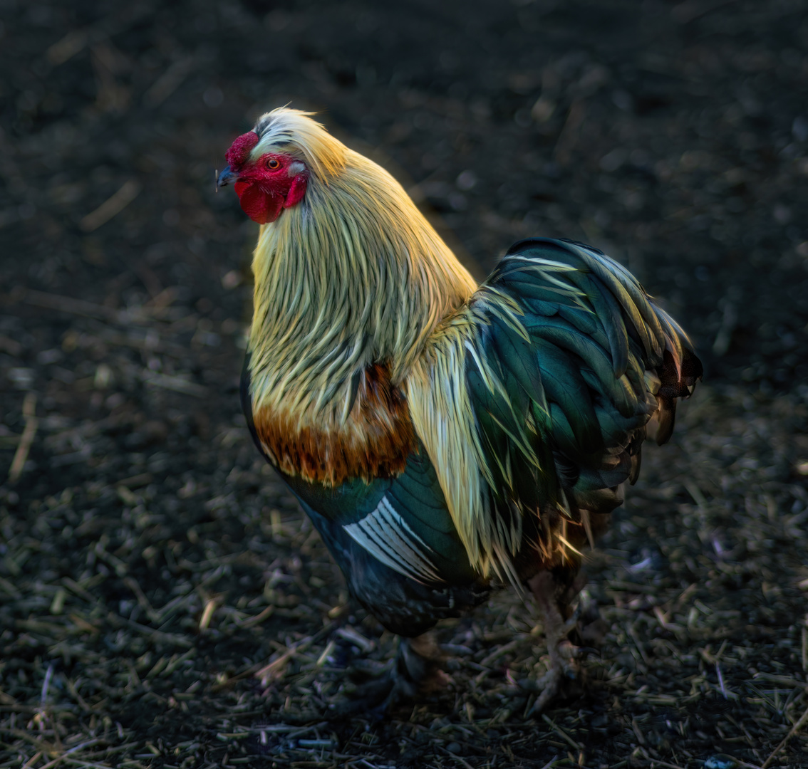 der stolze Hahn Foto & Bild | tiere, haustiere, nutztiere Bilder auf ...