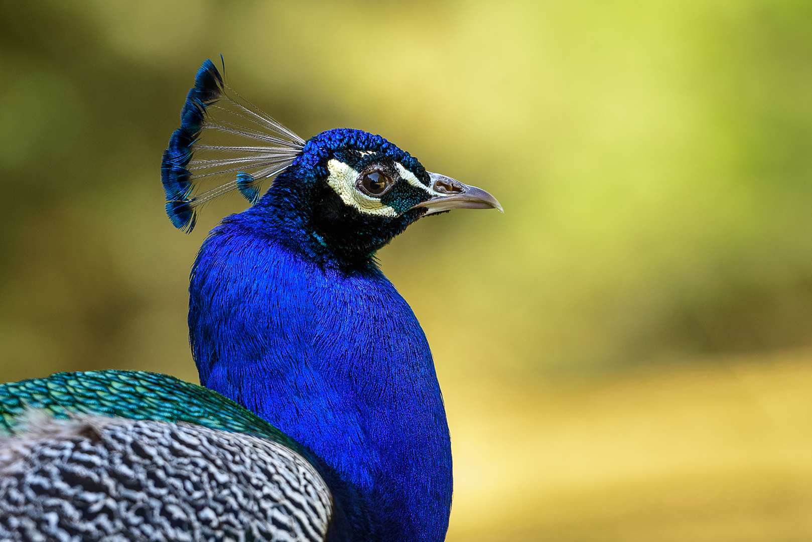 Der stolze Pfau Foto & Bild | tiere, zoo, wildpark & falknerei, vögel ...
