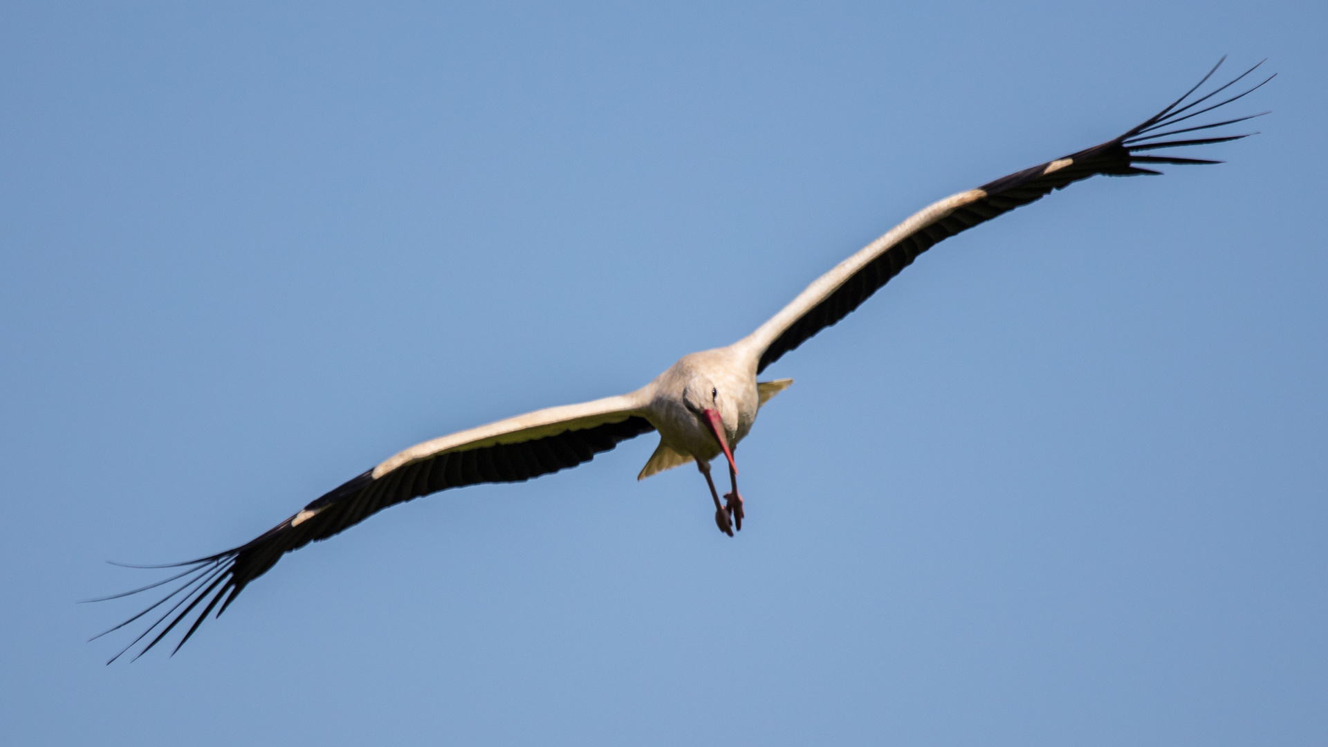 Der Storch .. Foto & Bild | tiere, wildlife, wild lebende vögel Bilder ...
