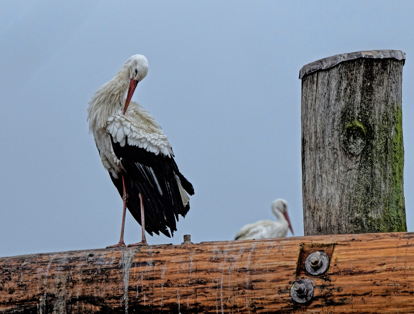 Der Storch Foto & Bild | baby, münster, zoo Bilder auf fotocommunity