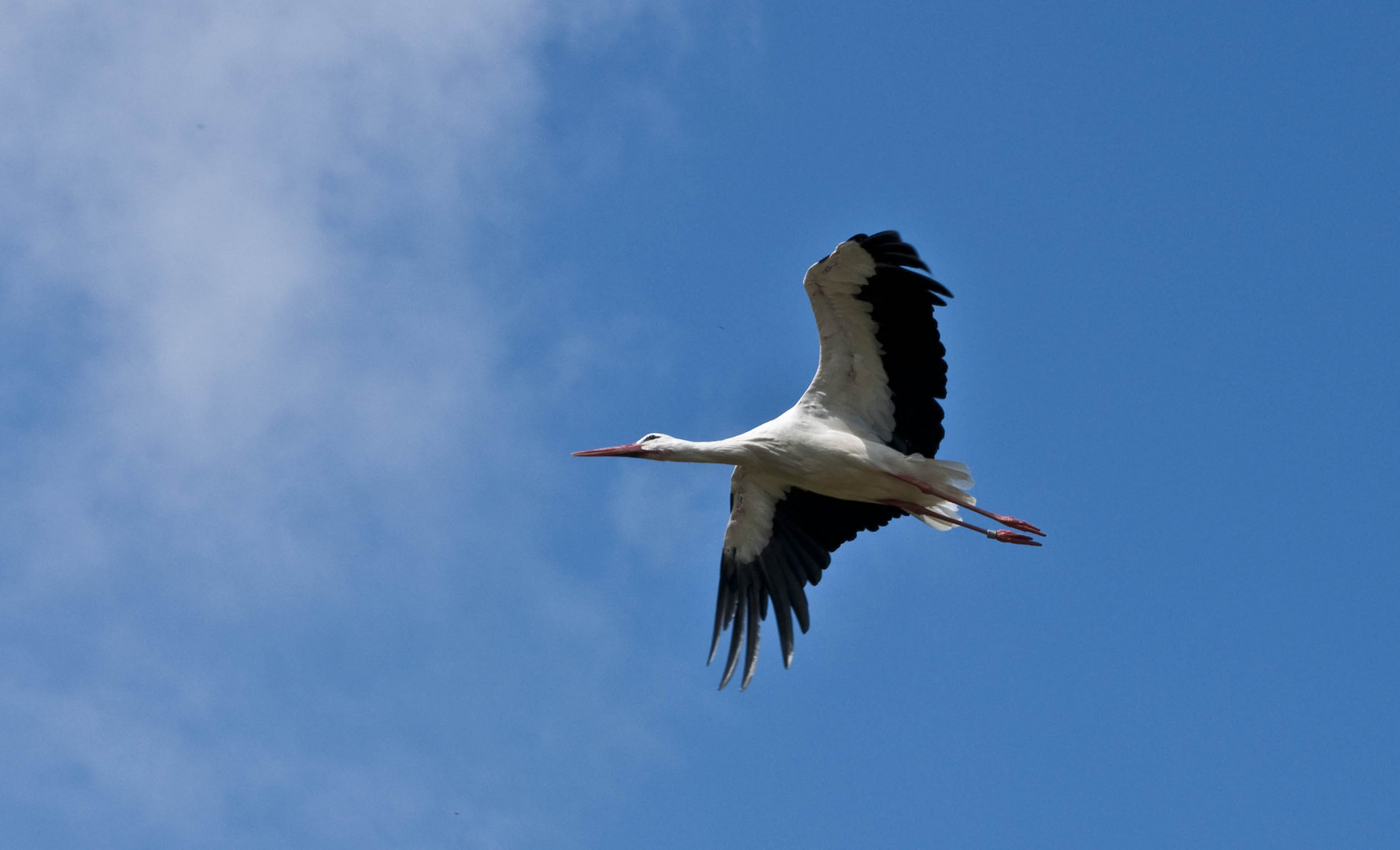 Der Storch Foto & Bild | tiere, zoo, wildpark & falknerei, vögel Bilder ...