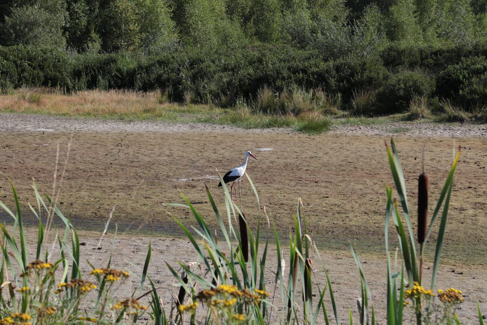 der Storch Foto & Bild | tiere, wildlife, wild lebende vögel Bilder auf ...