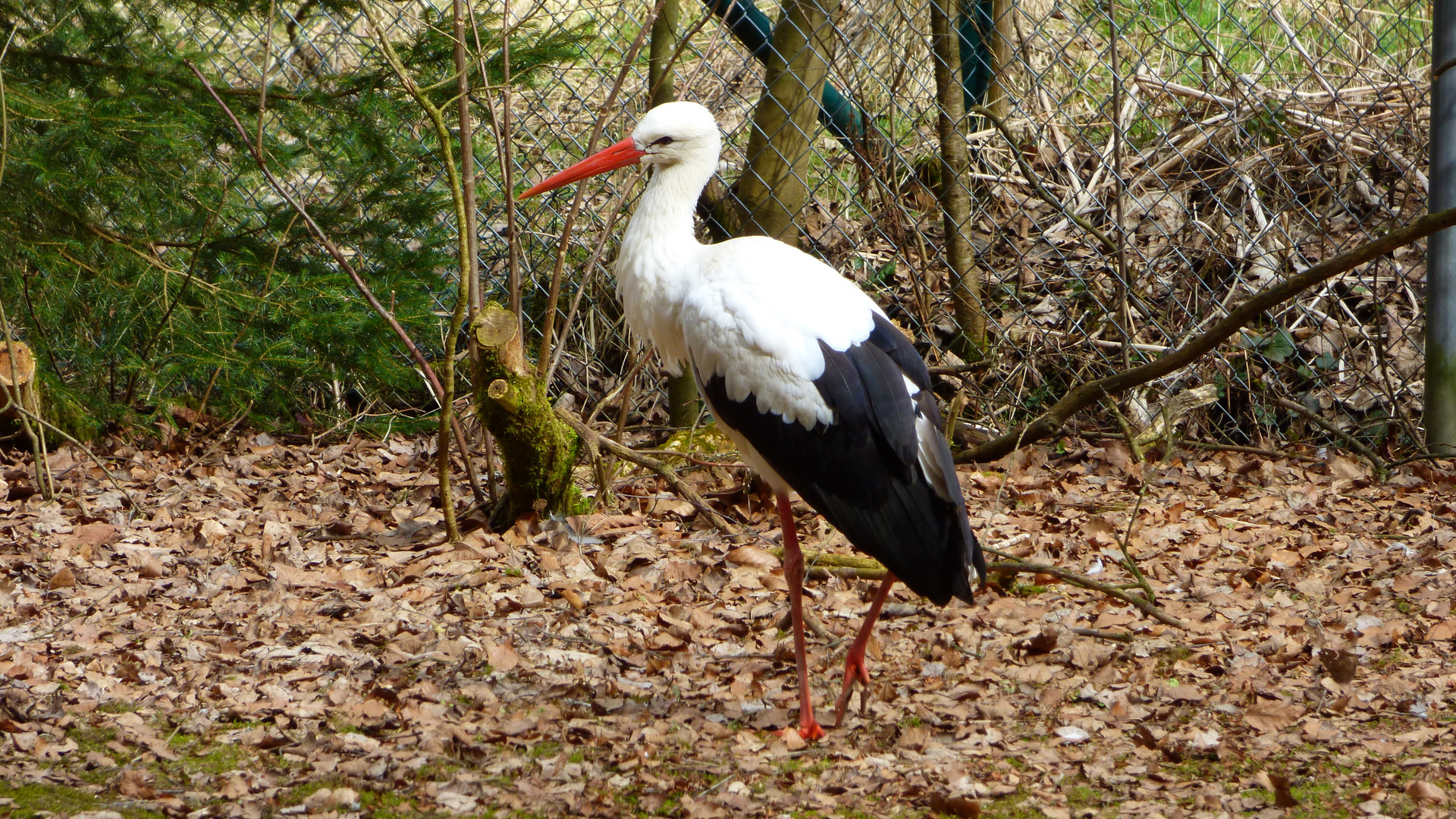 der Storch Foto & Bild | tiere, wildlife, wild lebende vögel Bilder auf ...