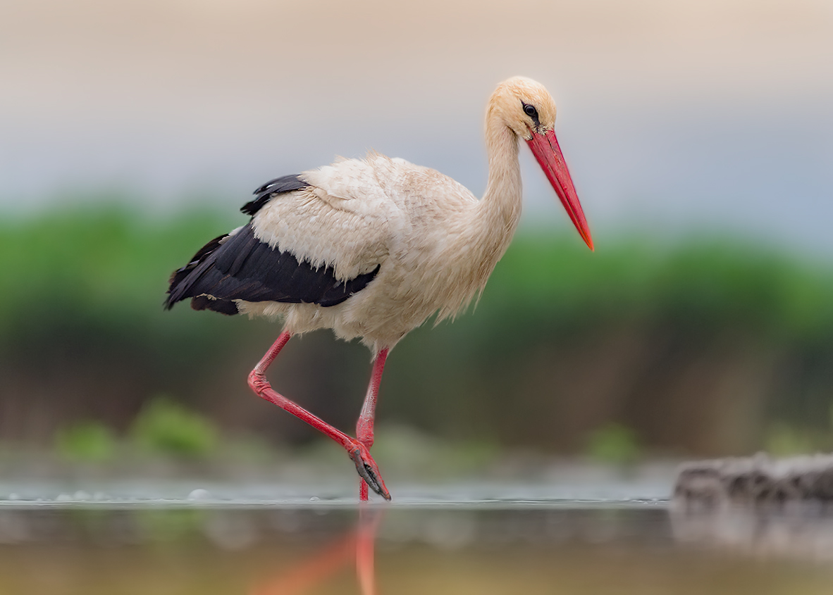 Der Storch Foto & Bild | tiere, wildlife, wild lebende vögel Bilder auf ...