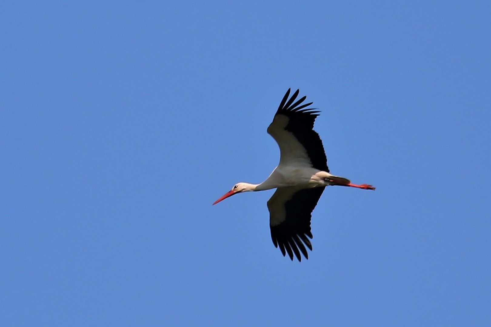 Der Storch.. Foto & Bild | tiere, wildlife, wild lebende vögel Bilder ...