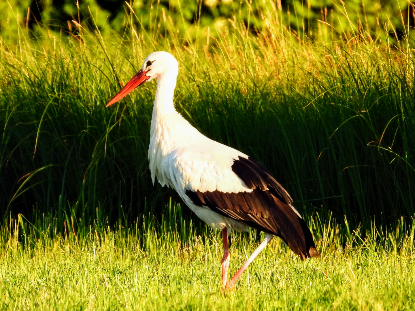 Der Storch Foto & Bild | tiere, wildlife, wild lebende vögel Bilder auf ...