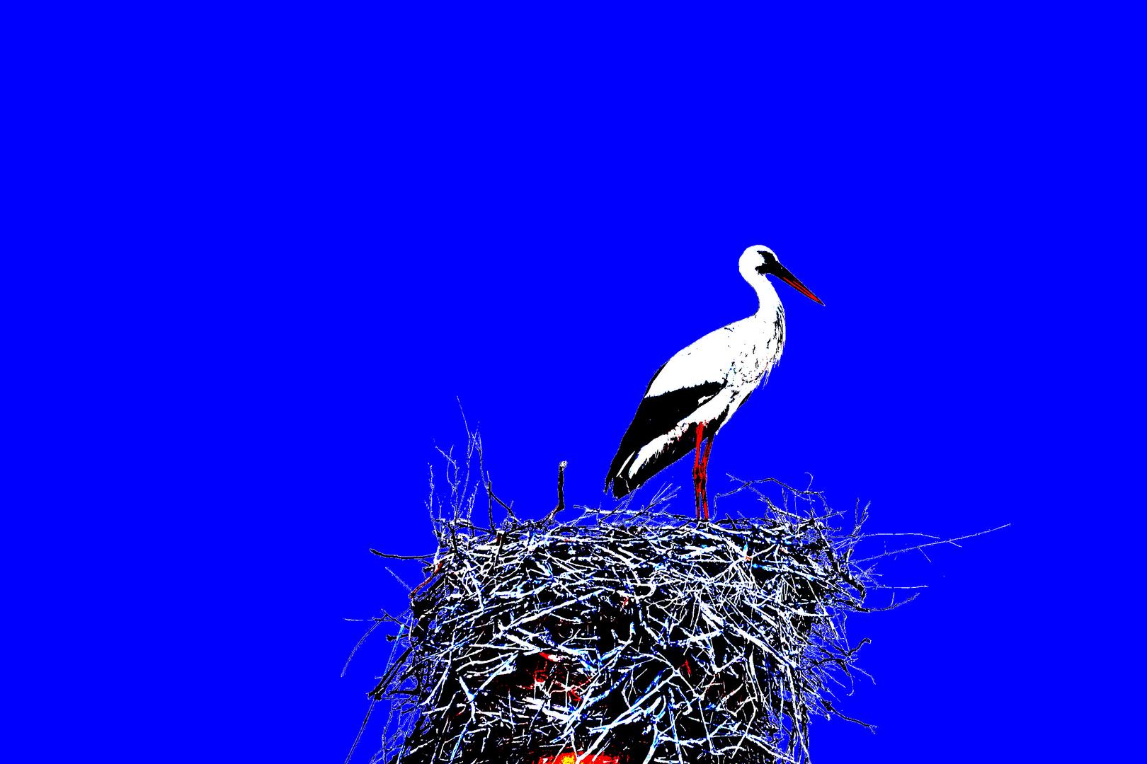 Der Storch Foto & Bild | tiere, wildlife, wild lebende vögel Bilder auf ...