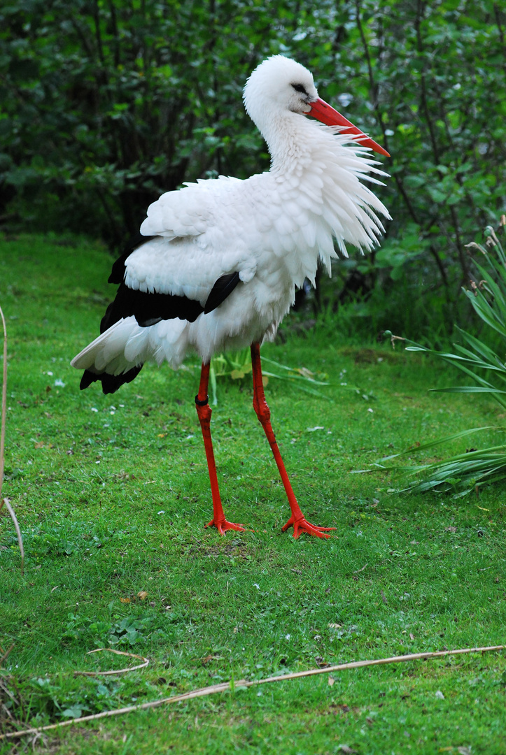 Der Storch Foto & Bild | tiere, zoo, wildpark & falknerei, vögel Bilder ...