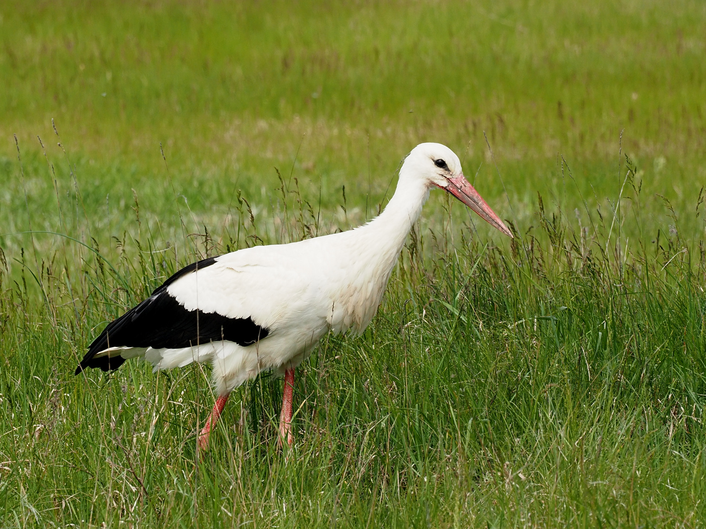 Der Storch Foto & Bild | natur, landschaft, tiere Bilder auf fotocommunity