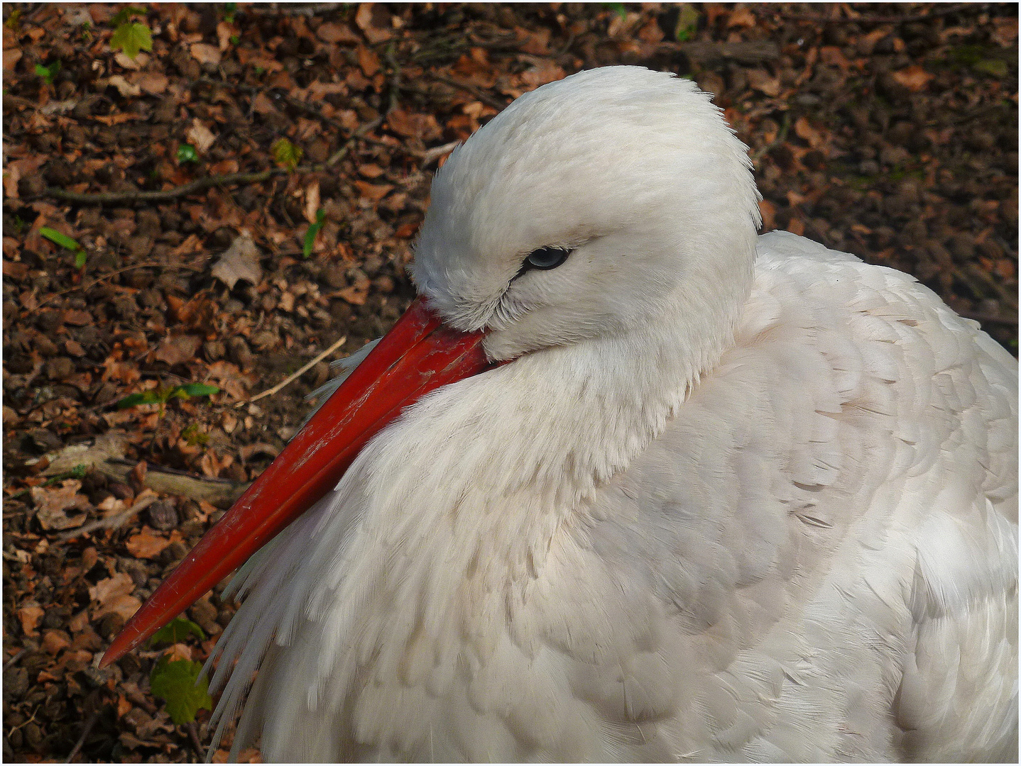 Der Storch Foto & Bild | tiere, zoo, wildpark & falknerei, vögel Bilder ...