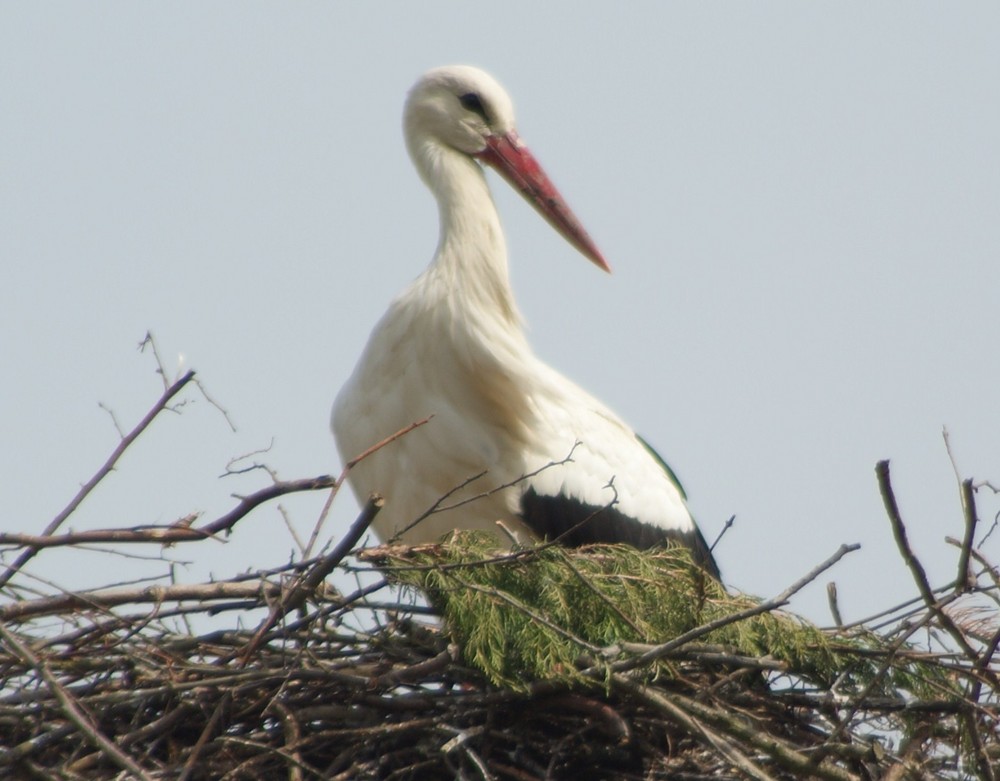Der Storch in unserem Garten Foto & Bild | tiere, natur Bilder auf ...