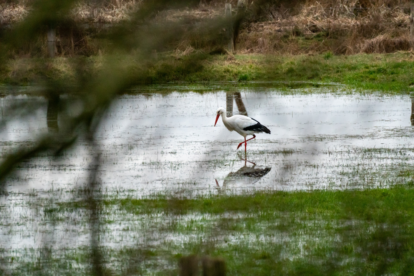 Der Storch ist zurück Foto & Bild | tiere, wildlife, wild lebende vögel ...
