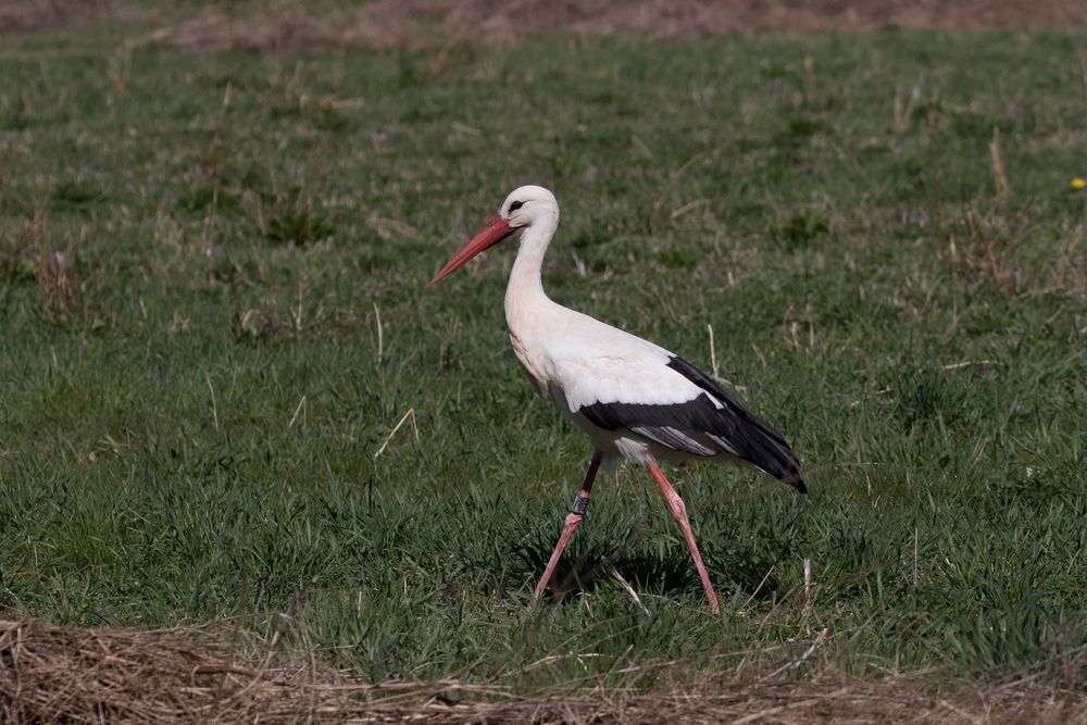 Der Storch ließ sich ... Foto & Bild | tiere, wildlife, wild lebende ...