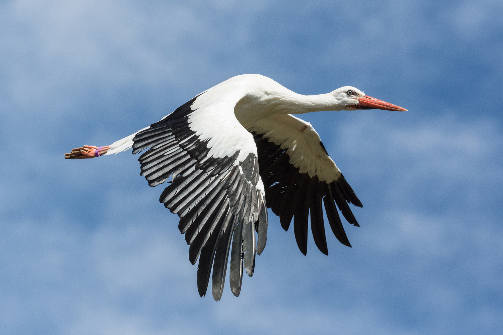 Der Storch startet durch Foto & Bild | tiere, zoo, wildpark & falknerei ...