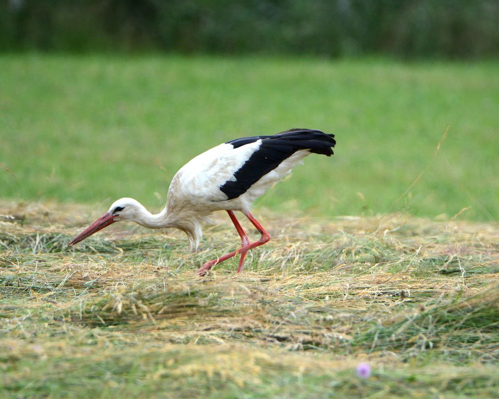 Der Storch sucht ununterbrochen Futter Foto & Bild | natur, tiere ...