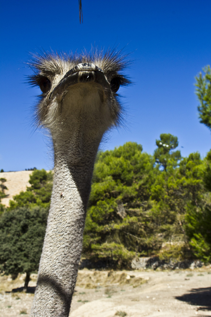 der Strauss Foto & Bild | reportage dokumentation, fotos, motive Bilder ...