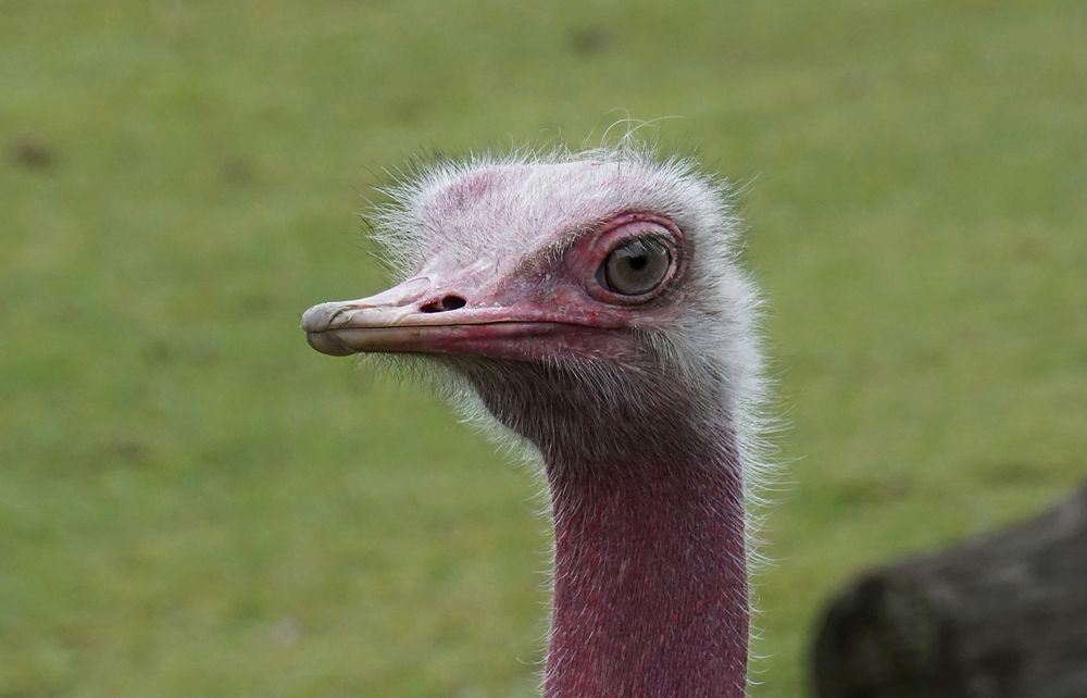 Der Strauß Foto & Bild | natur, zoo, tiere Bilder auf fotocommunity