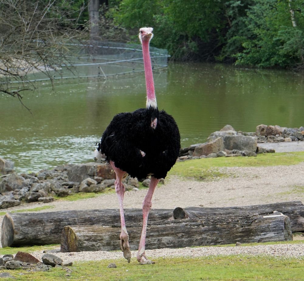 Der Strauß Foto & Bild | zoom, zoo, tiere Bilder auf fotocommunity