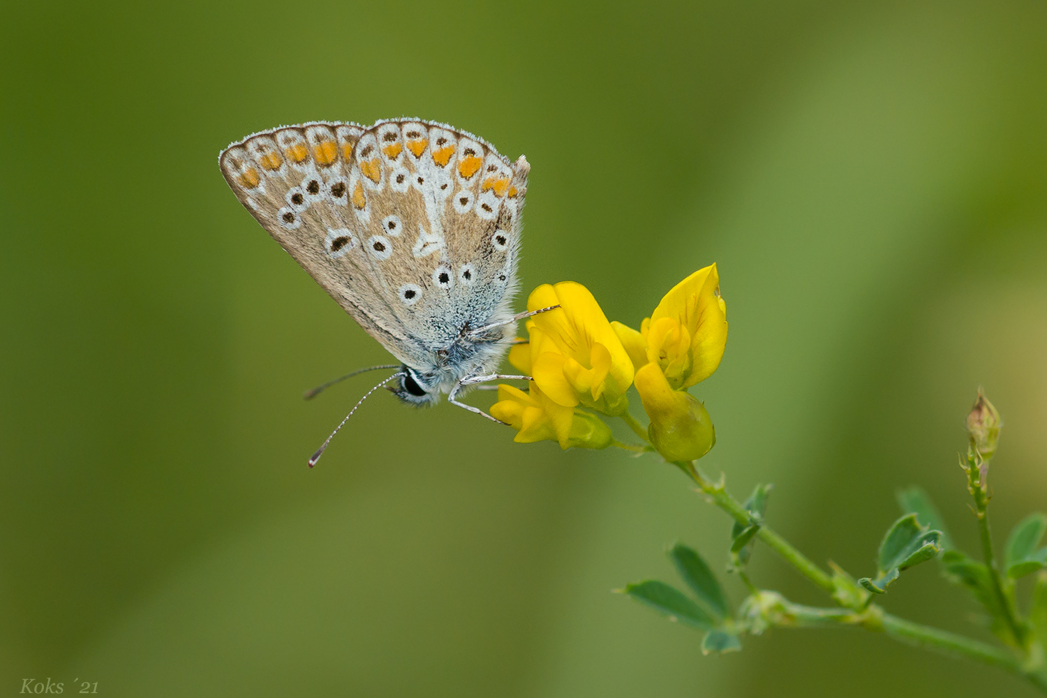 Der Strich Foto & Bild | tiere, wildlife, schmetterlinge Bilder auf ...