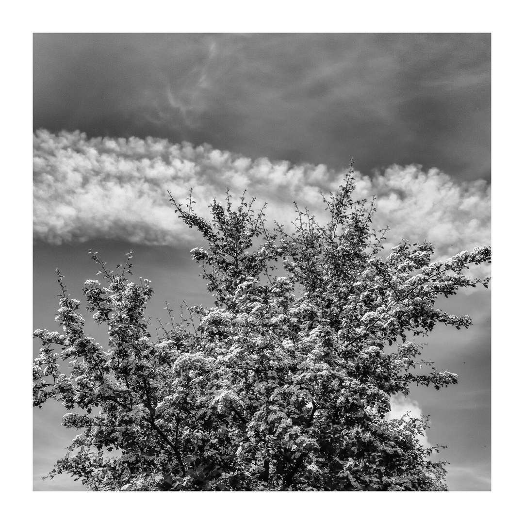 Der Strich durch die Rechnung Foto & Bild | bäume, licht, frühling ...