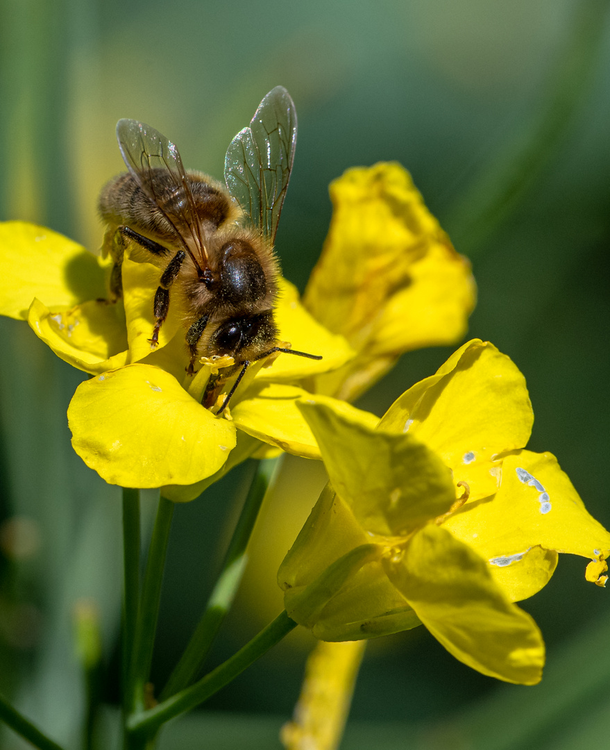 Der süsse Nektar Foto & Bild | fotos, natur, macro Bilder auf fotocommunity