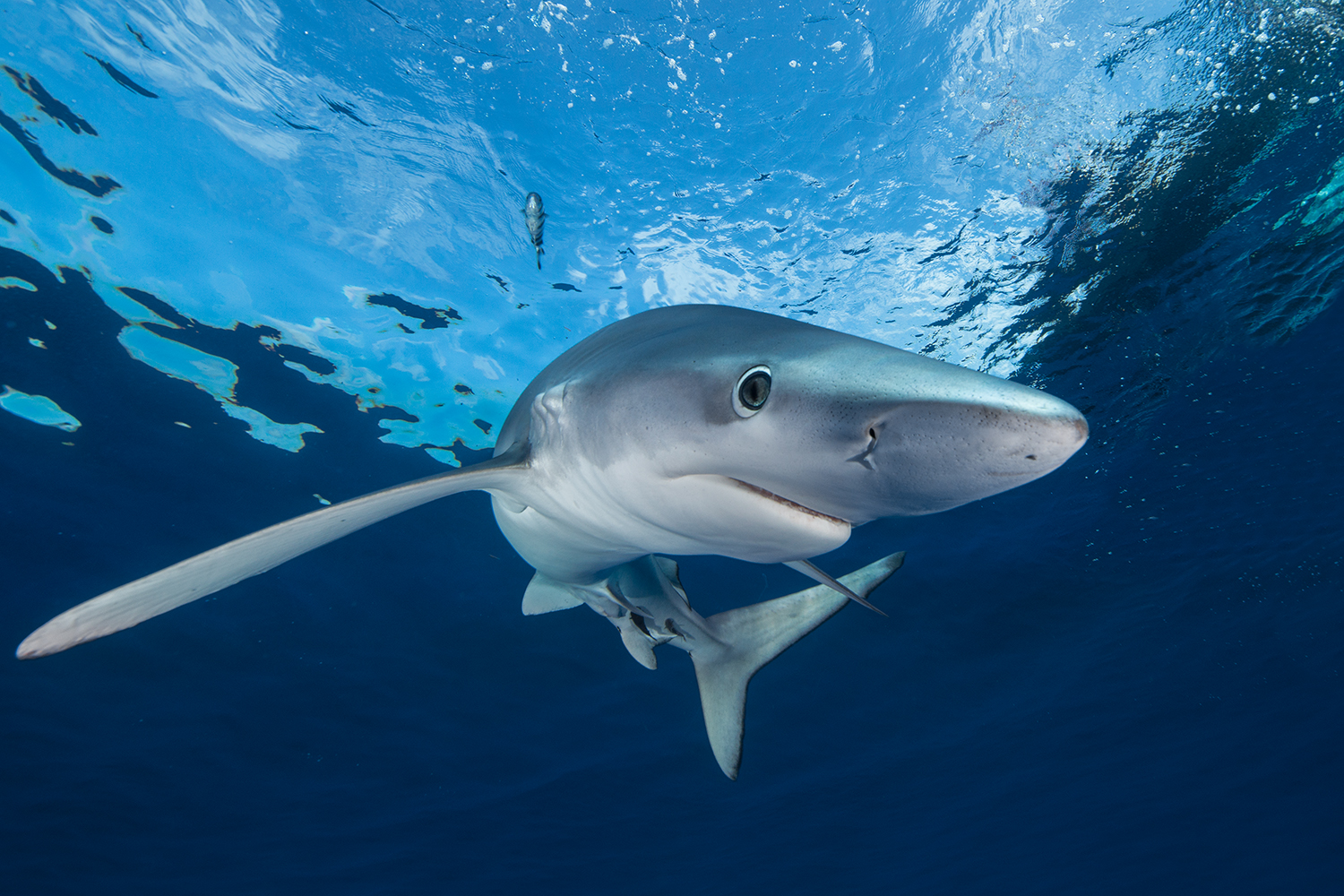 der sympathische Blauhai... Foto & Bild | wasser, meer, natur Bilder ...