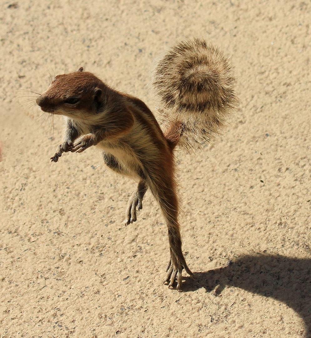 Der Tänzer Foto & Bild | tiere, wildlife, säugetiere Bilder auf ...