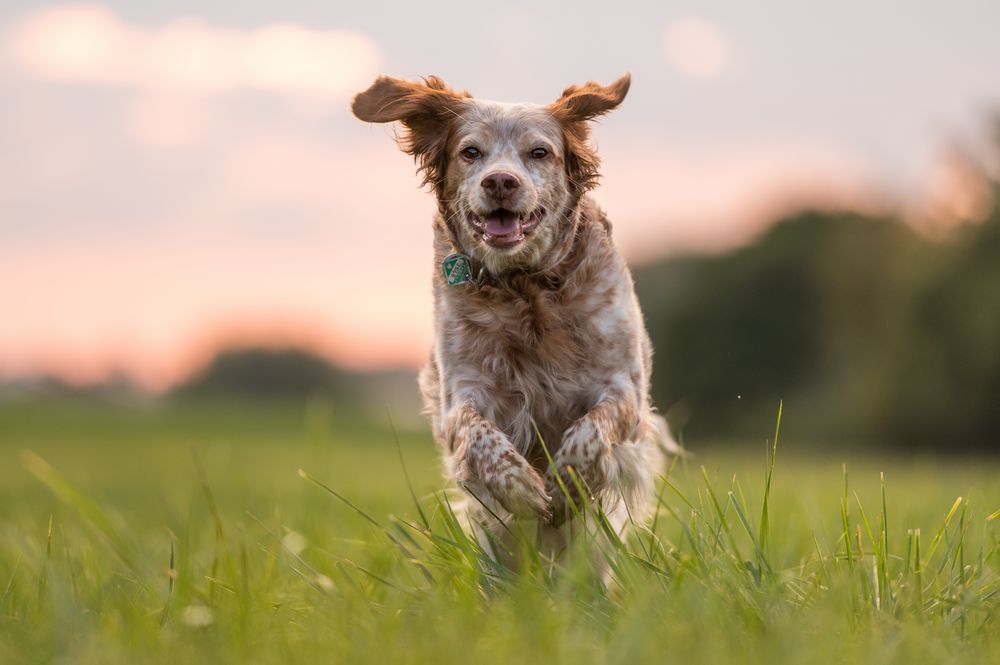 Der Tag beginnt mit einem Lachen Foto & Bild | tiere, haustiere, hunde ...