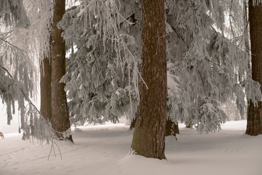 Der Tannenwald Foto & Bild | tannen, bäume, winter Bilder auf fotocommunity